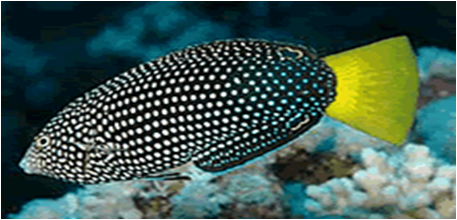 Yellow-tail Tamarin - Africa Sealife Aquarium