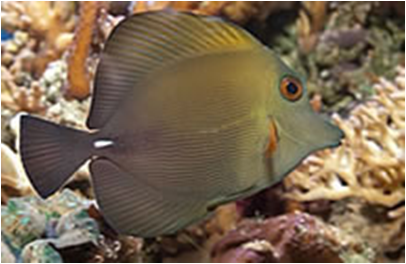Brown Sailfin Tang - Africa Sealife Aquarium