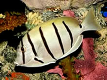 Convict Surgeon Fish - Africa Sealife Aquarium