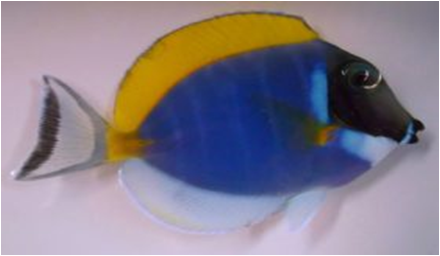 Powder Blue tang - Africa Sealife Aquarium